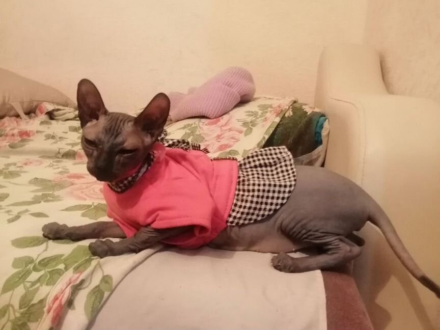 Кошечка ищет котика для связки