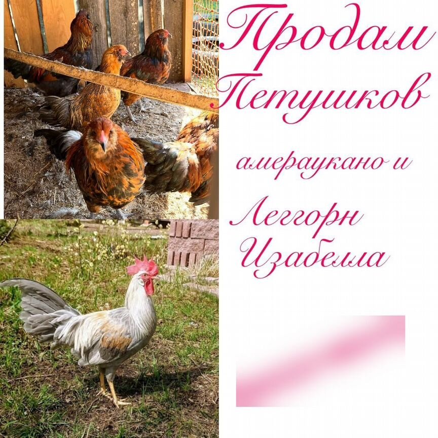 Утки голубой фаворит