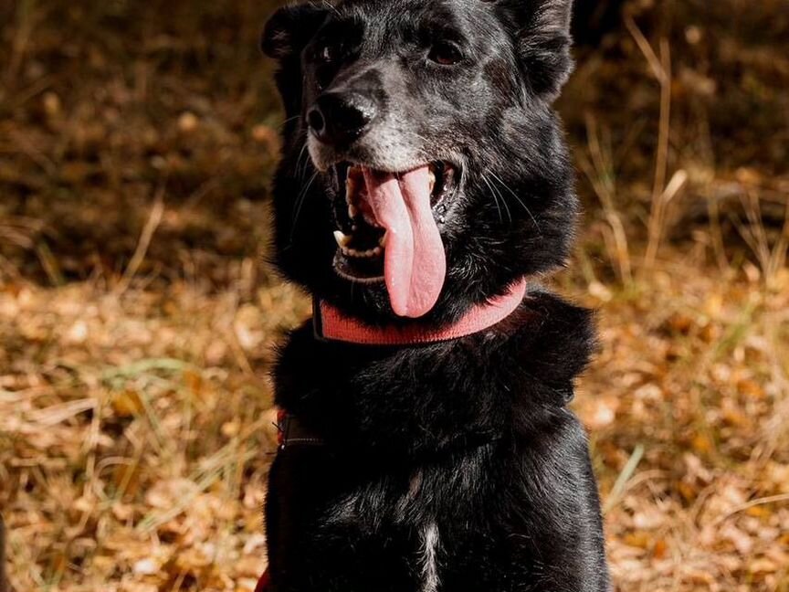 Собака в добрые руки