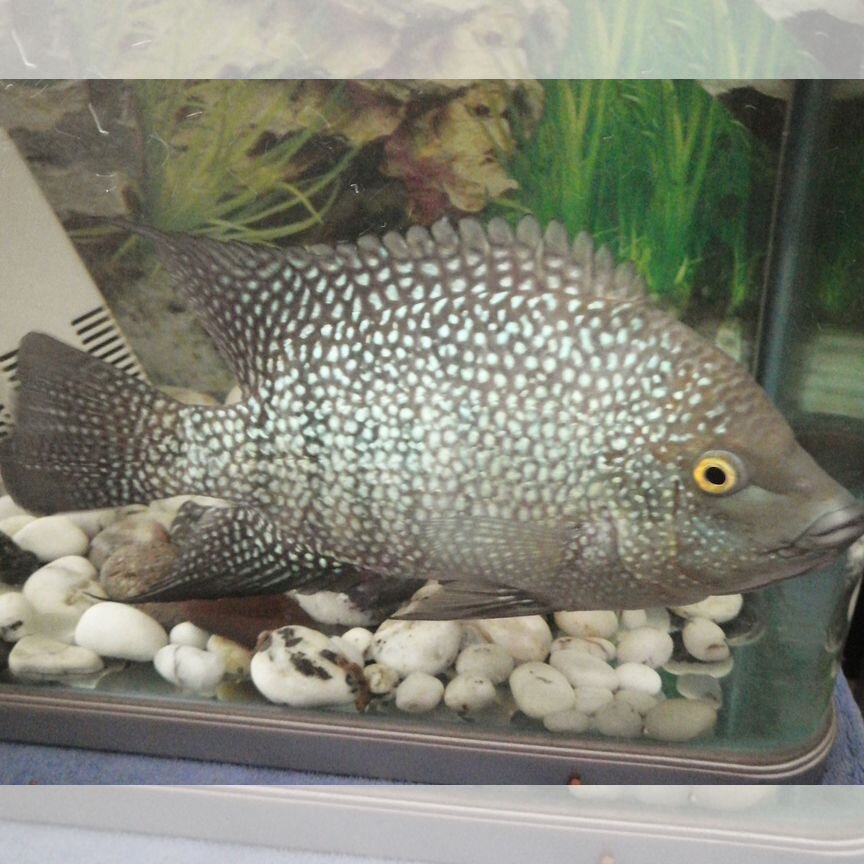 Рыбы цихлиды