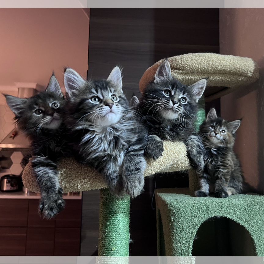 Мейн-кун котёнок