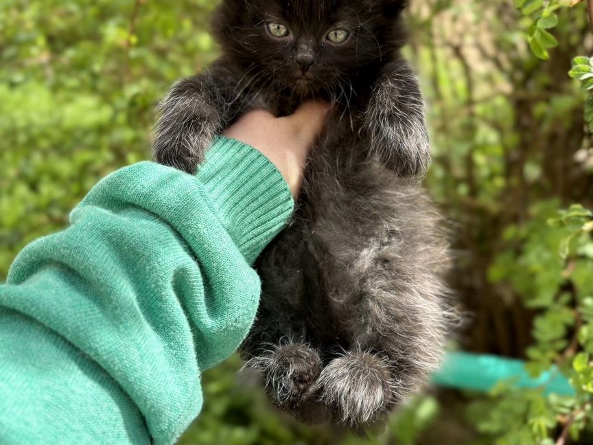 Котята девочки