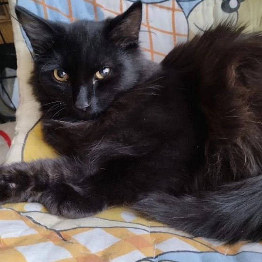 Котëнок Феликс
