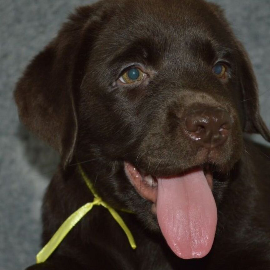 Лабрадор-ретривер, щенок