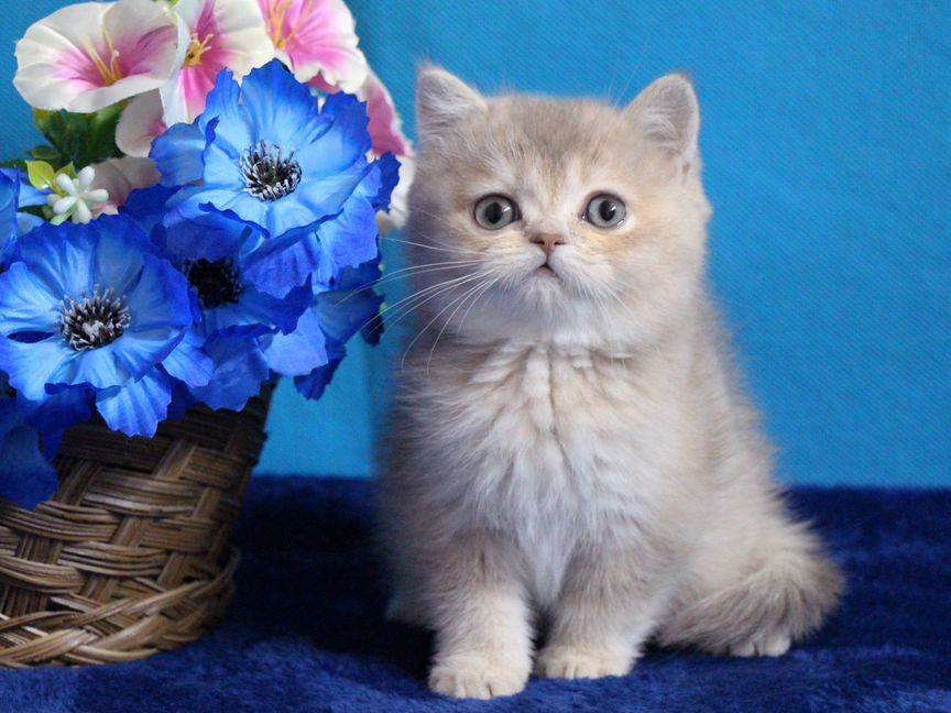 Шотландский мальчик голубое золото