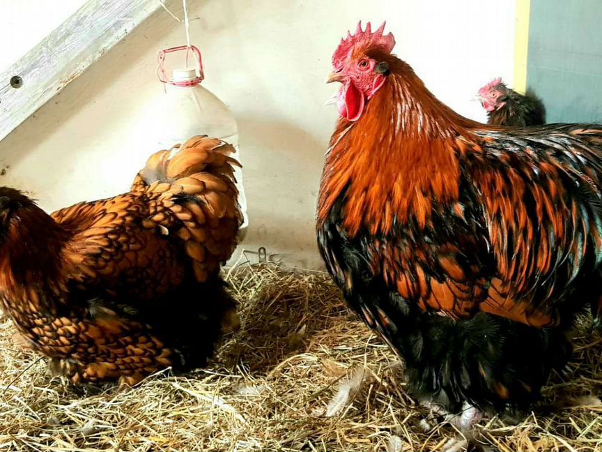 Орпингтон золотоокаймленный