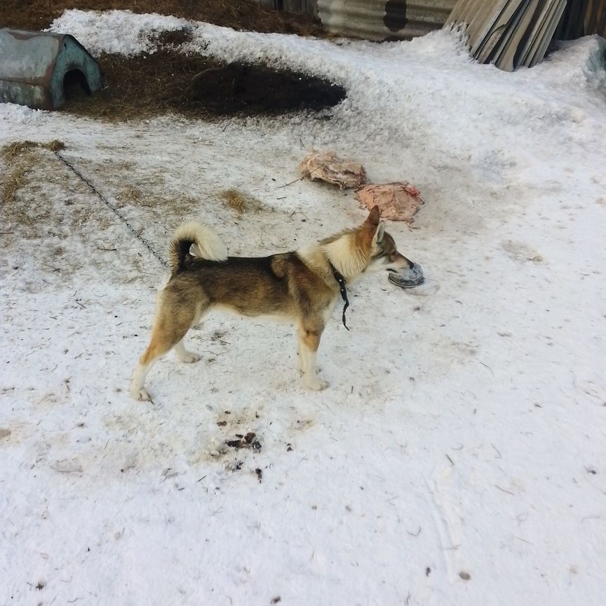 Продам собаку лайку западно - сибирская