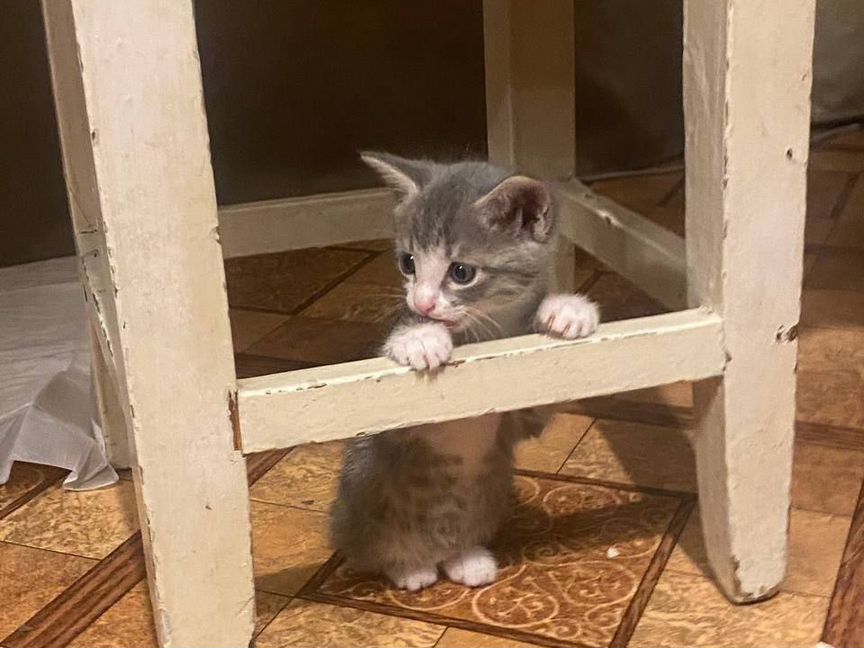 Котята 2 мес ищут хозяев. Отдадим в хорошие руки