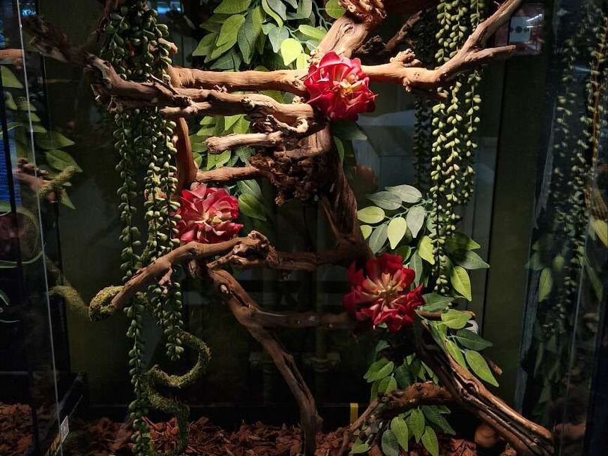 Террариум для хамелеона