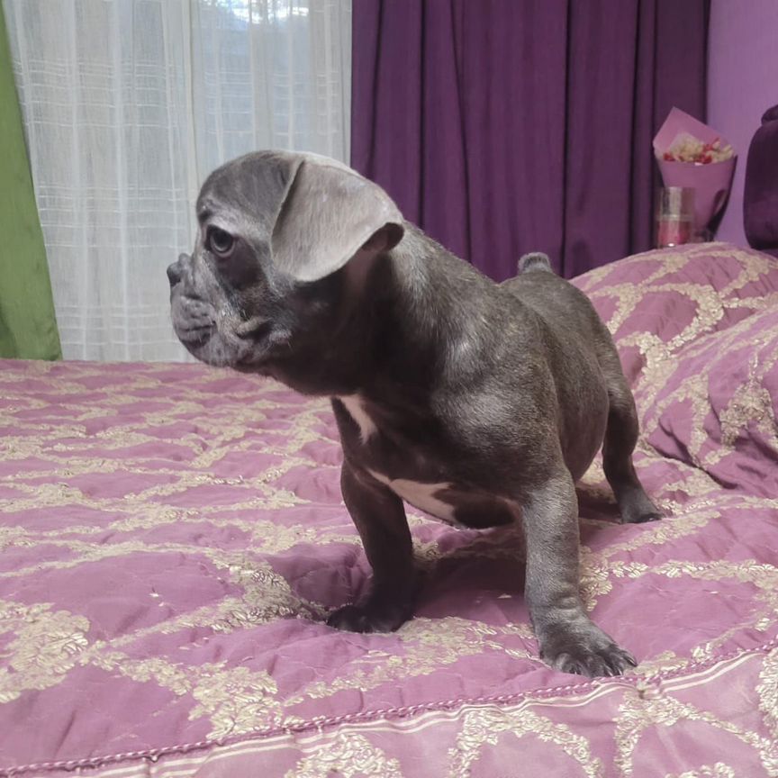 Французский бульдог