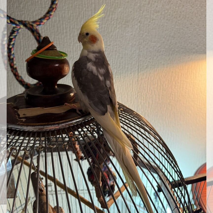 Попугай Корелла самец