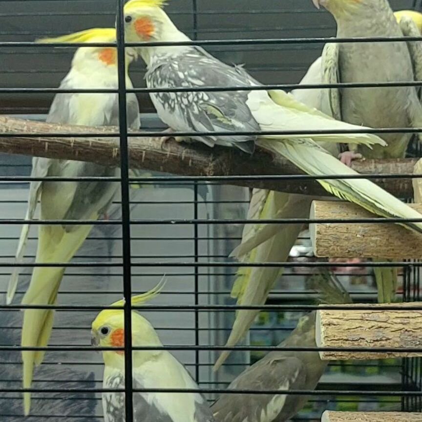 Попугай Корелла птенец