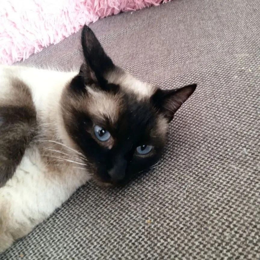 Сиамская молодая котейка