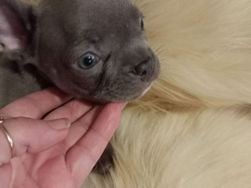 Малыш француз