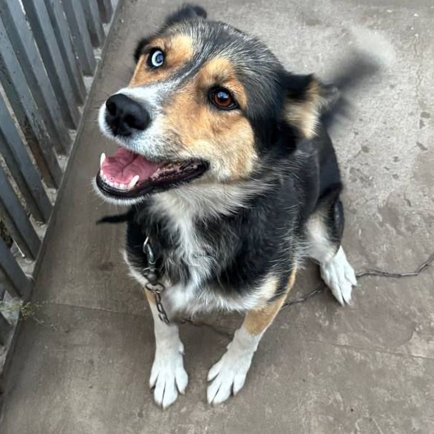 Девочка хаски метиска в добрые руки