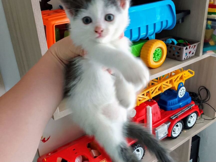 Котята в дар