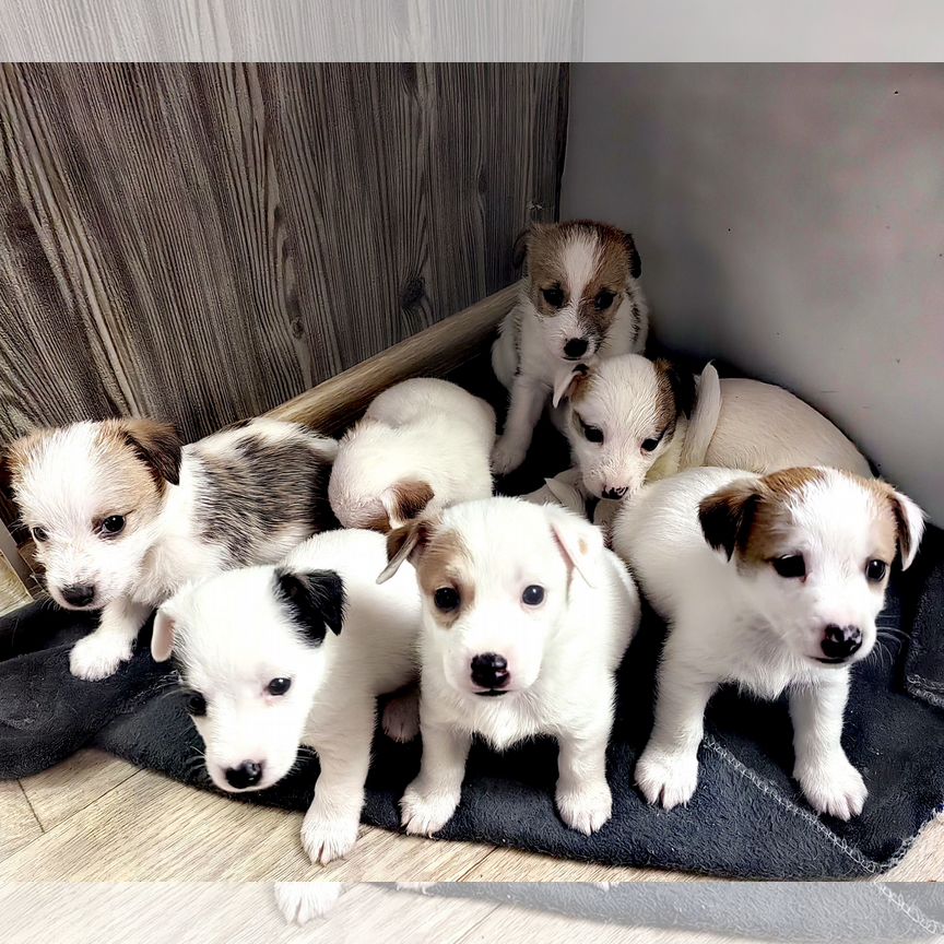 Джек-рассел-терьер, щенок