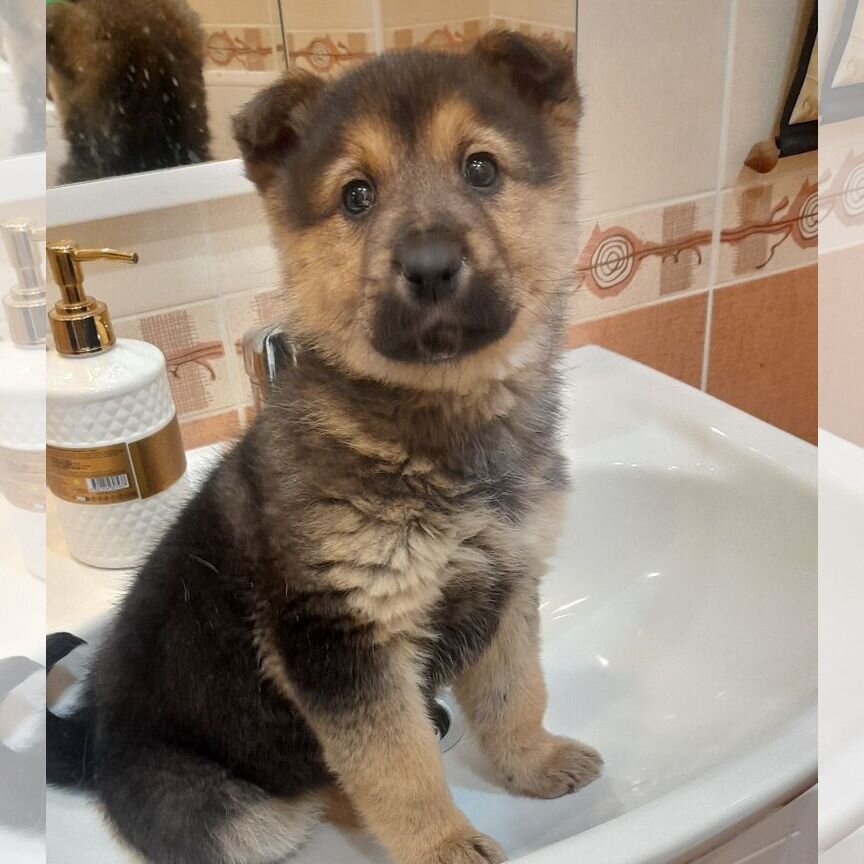 Щенок в добрые руки