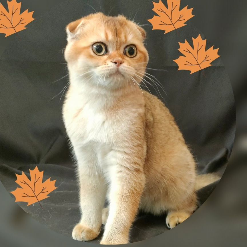 Кошка золотая шиншилла