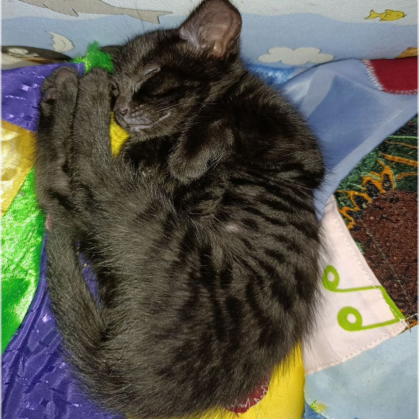 Котёнок в добрые руки