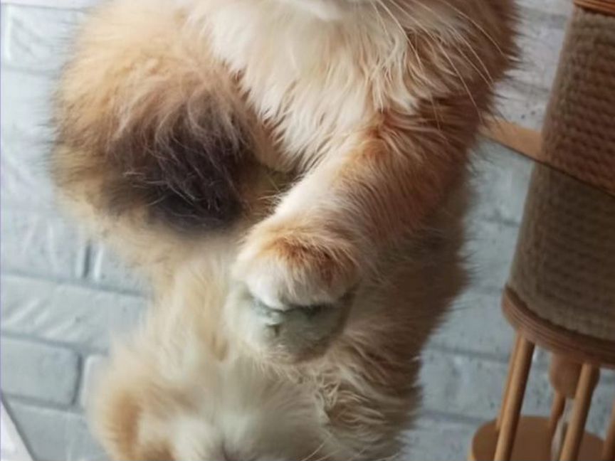 Британский котик BLH ny12