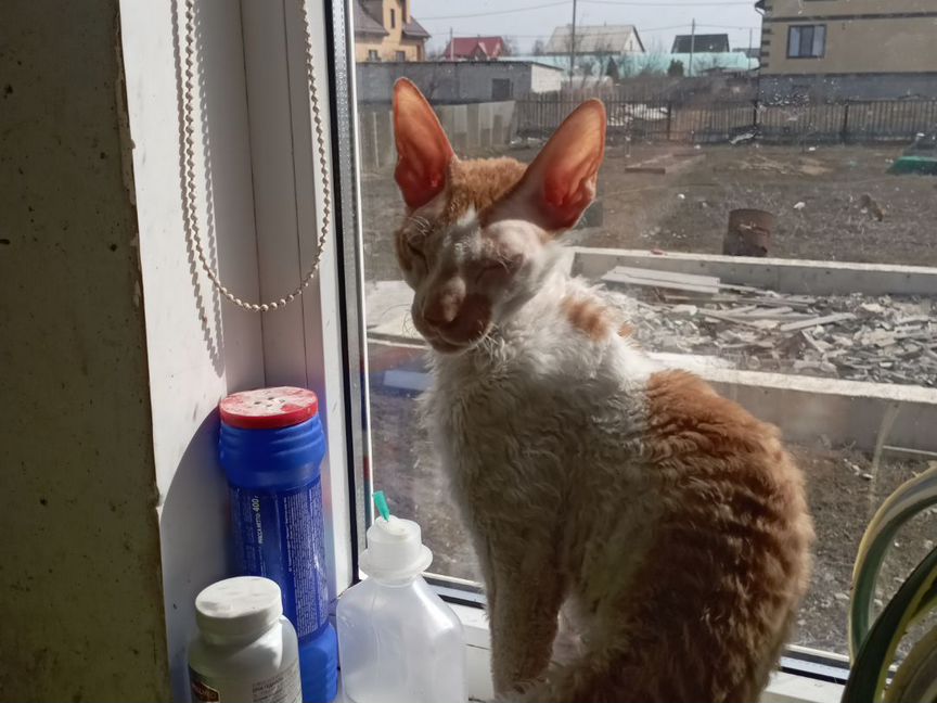 Корниш-рекс