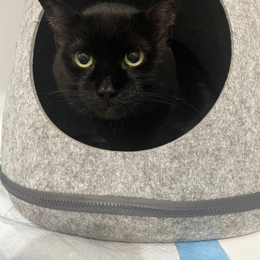 Кот Станиславский ищет дом