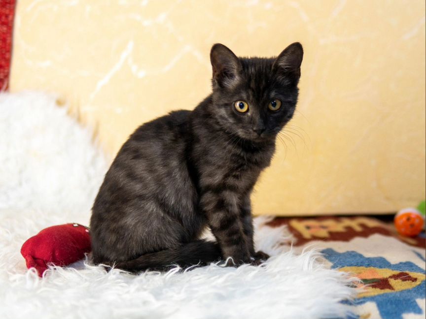 В добрые руки красавчик Шпинат