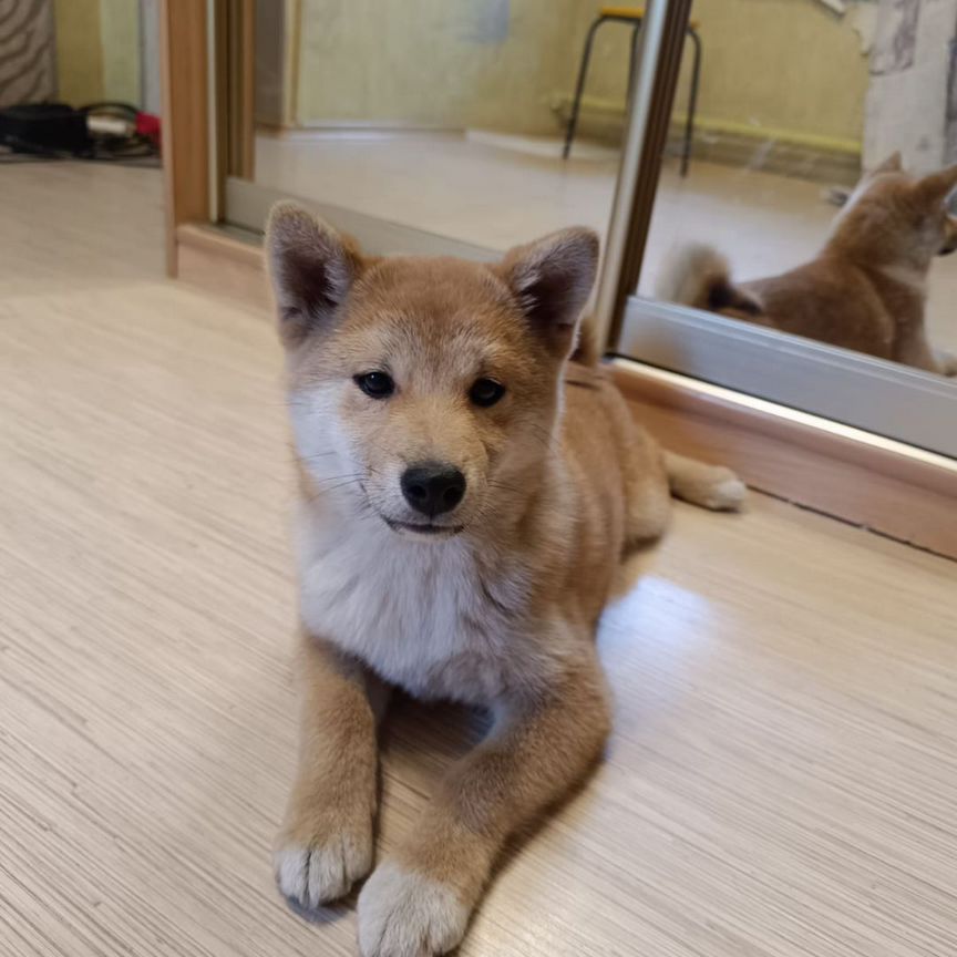 Потеряшка щенок