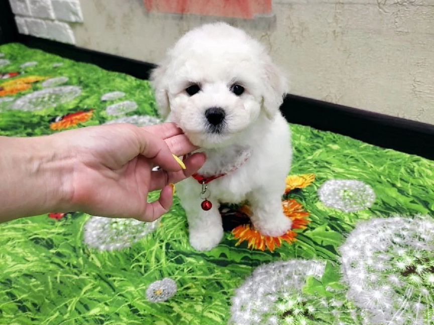 Бишон фризе