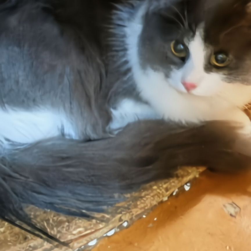 Сибирский котёнок