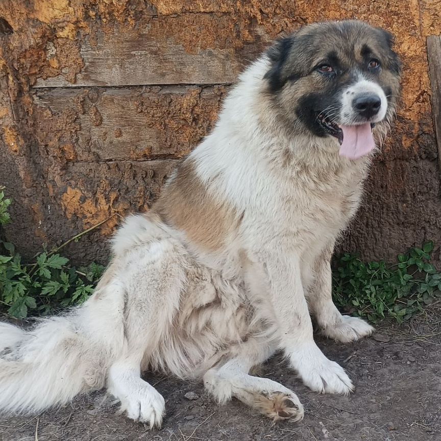 Кавказская овчарка в добрые руки