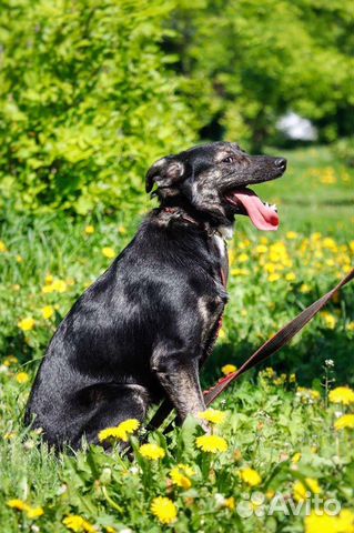 Собака Кузя