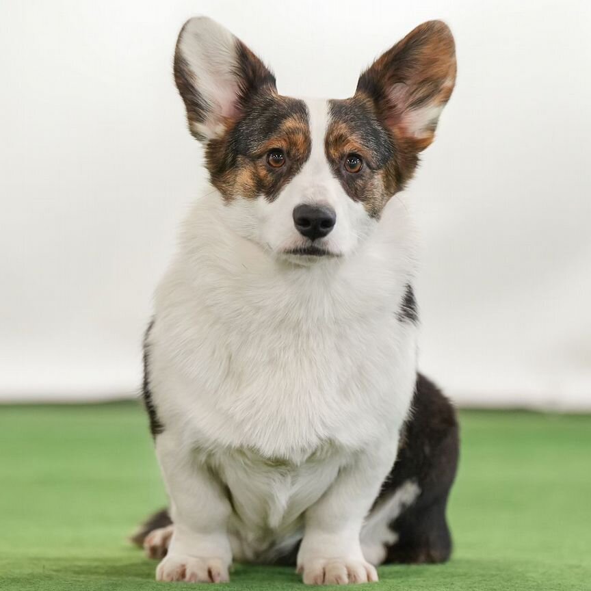 Вельш Корги Кардиган, щенок