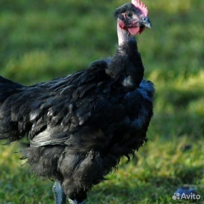 Продам петушка