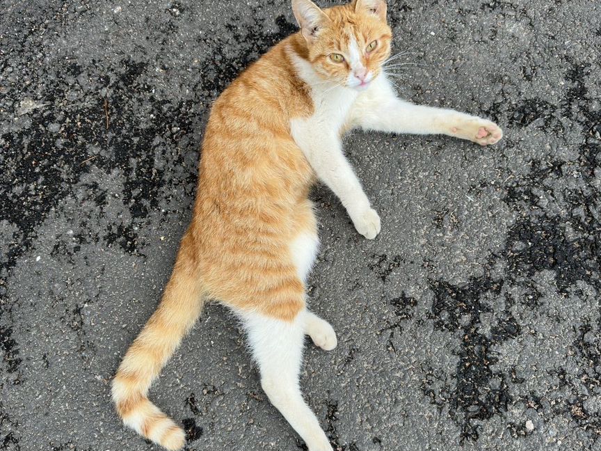 Кошка рыжая, 5 месяцев