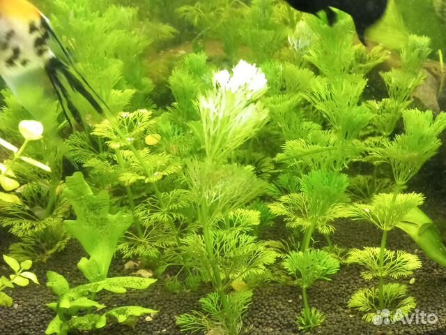 Аквариумные растения купить в Москве | Животные и зоотовары | Авито