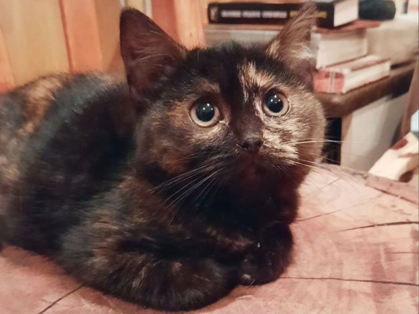 Котенок черепахового окраса шоколадная Вишенка