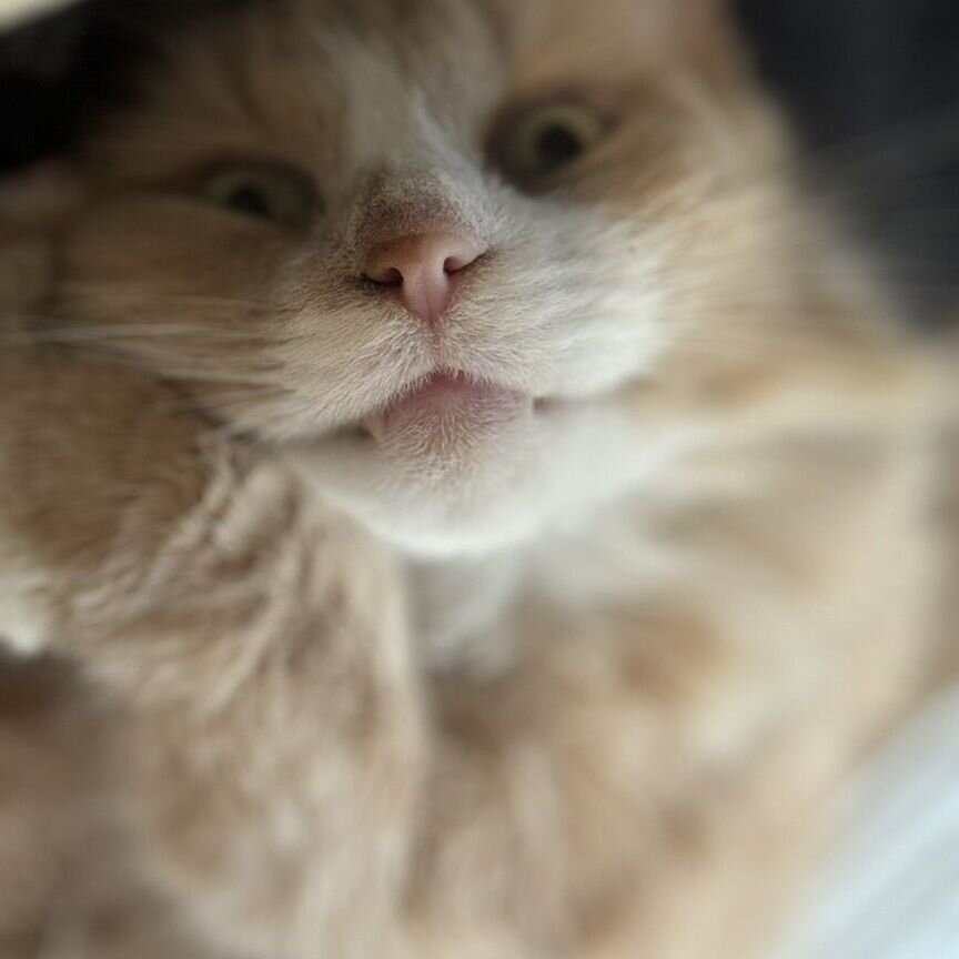 Кот Леопольд