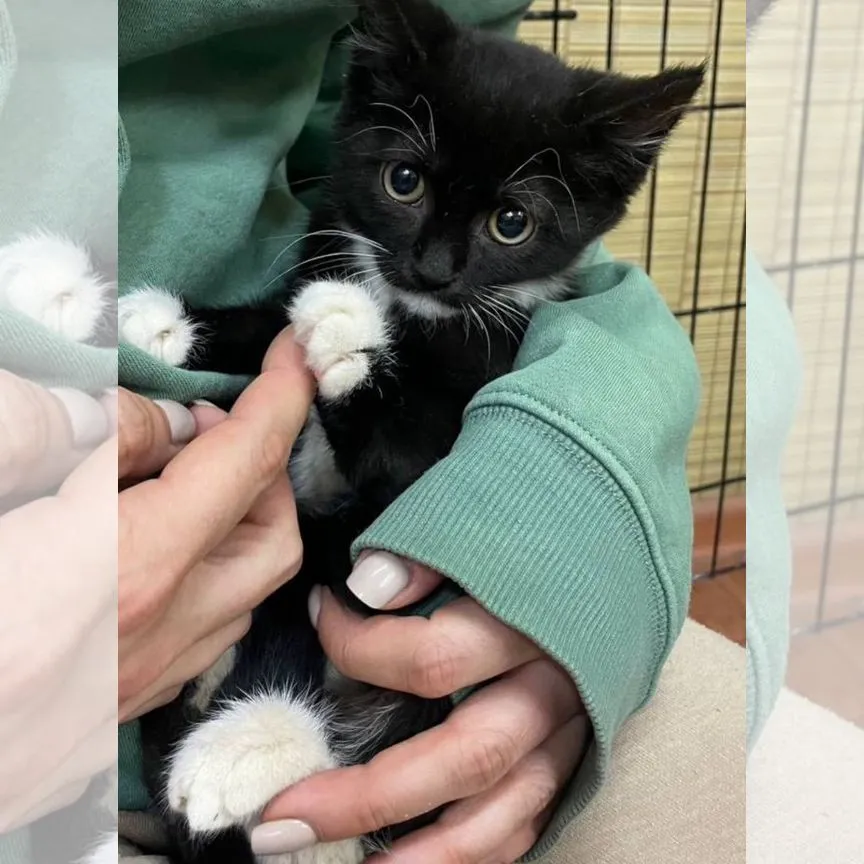 Котенок в хорошие руки