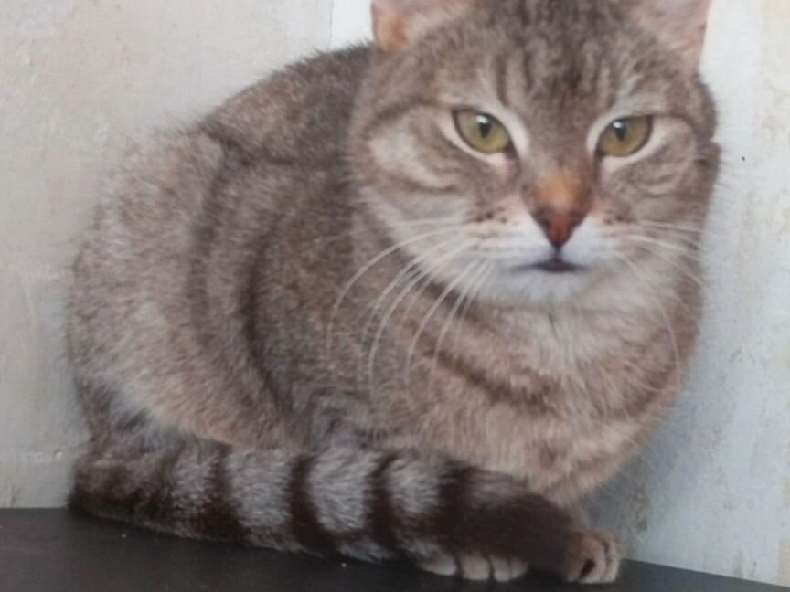 Кошка Муська