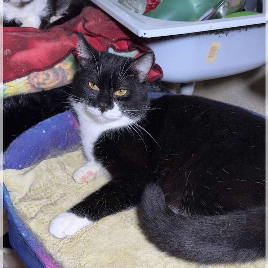 Взрослый кот в добрые руки