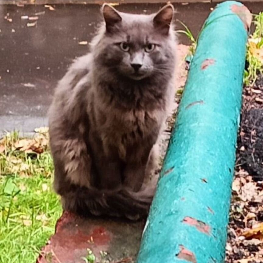 Нибелунг, взрослый кот