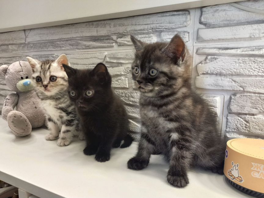 Шотландские котята