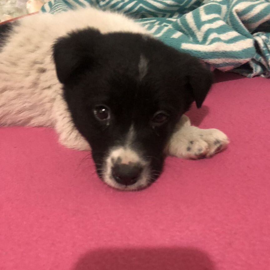 Отдам щенка-подкидыша