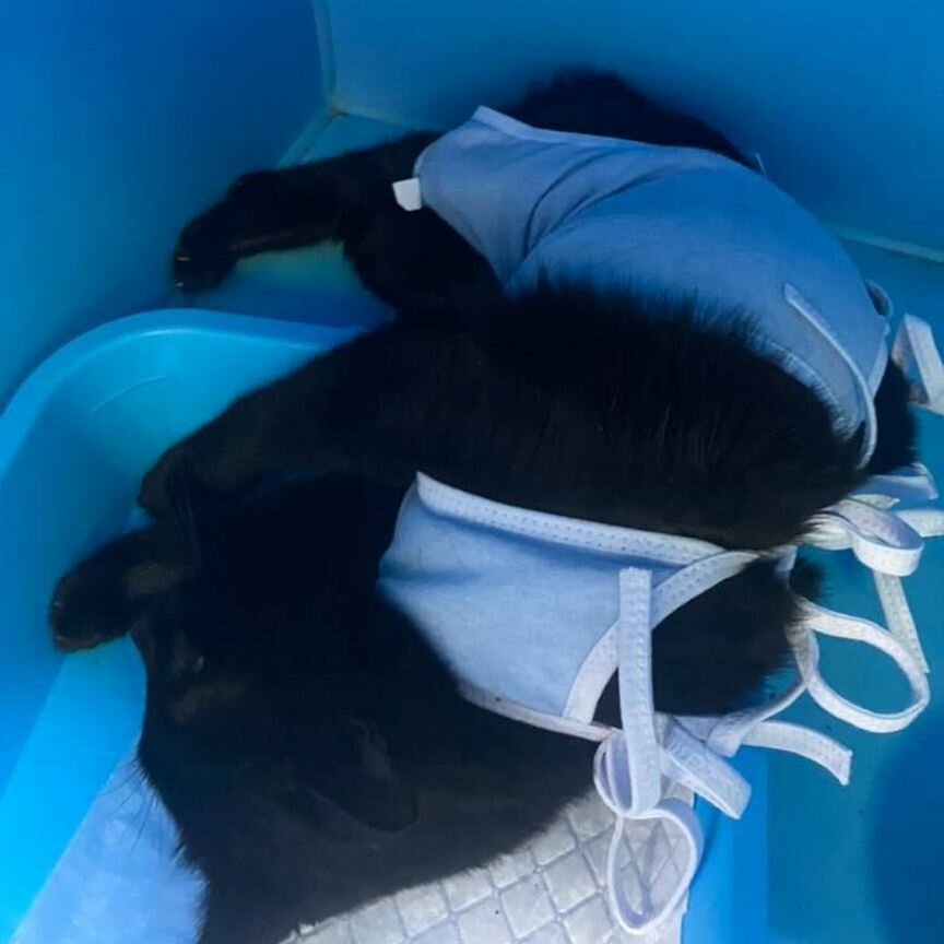 Кошечка Синичка