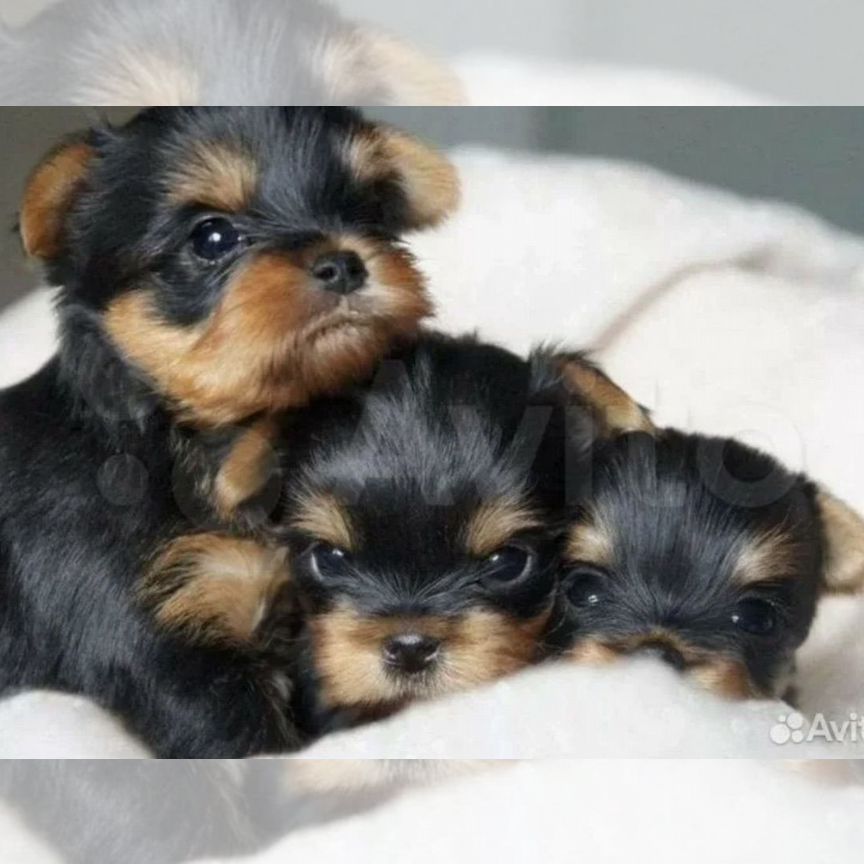 Йоркширский терьер, щенок
