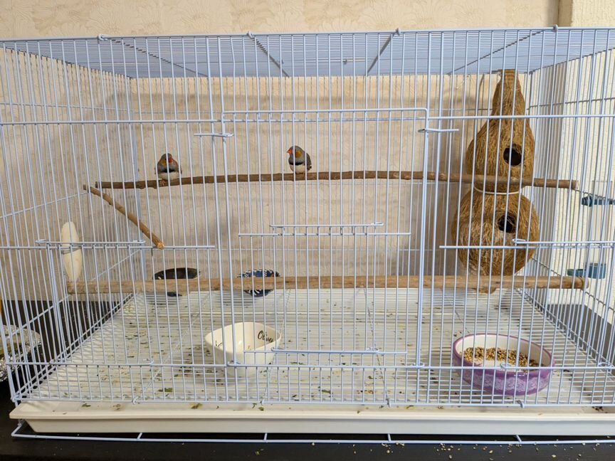 Амадины с клеткой