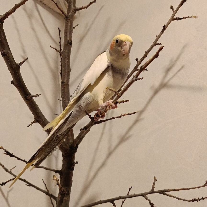 Попугай каррела