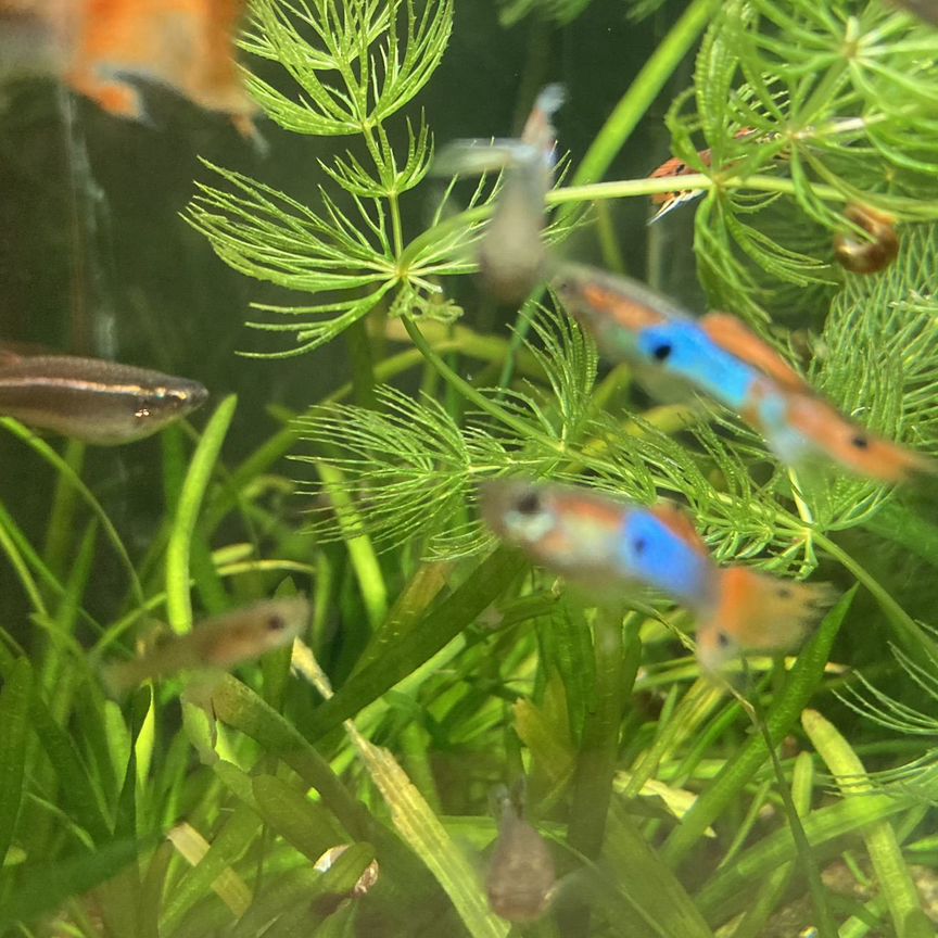 Гуппи самцы растения роголистник в аквариум